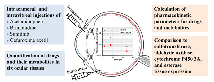 Intracameral and intravitreal [IMAGE] | EurekAlert! Science News Releases