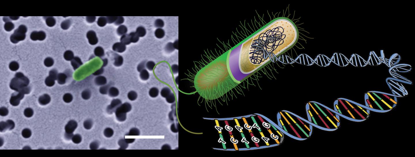 Electron Microscopy of Single [IMAGE] | EurekAlert! Science News Releases