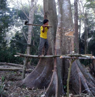 Tsimane Man Chopping a Tree [IMAGE] | EurekAlert! Science News Releases
