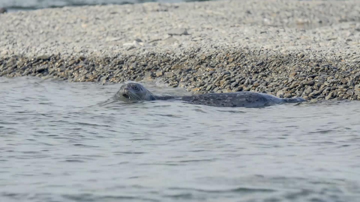 Iliamna Lake Seals [IMAGE] | EurekAlert! Science News Releases