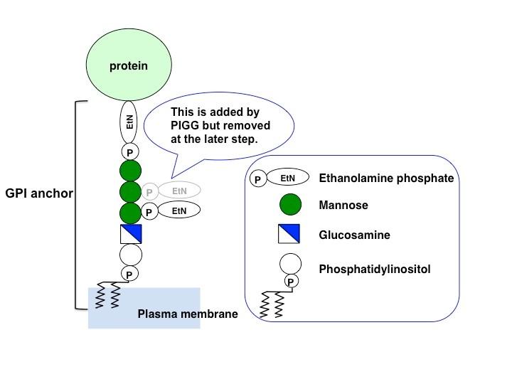 Structure of the GPI Anchored [IMAGE] | EurekAlert! Science News Releases