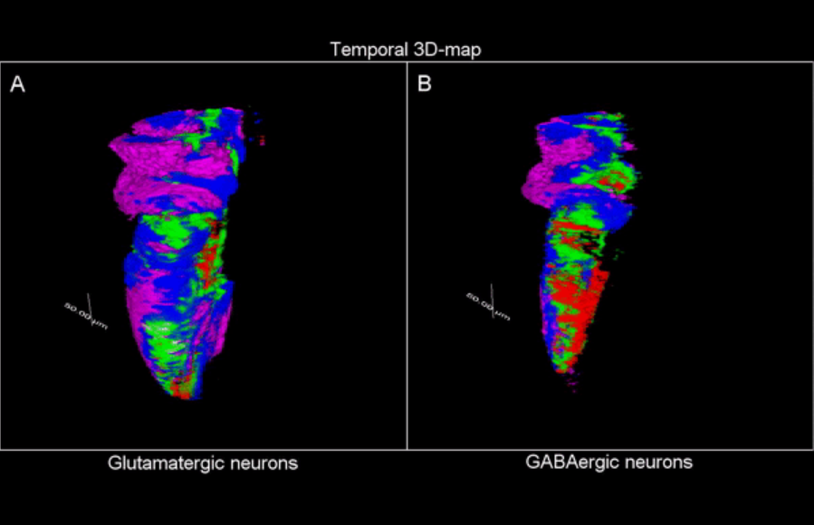 3D time map of different neuro [IMAGE] | EurekAlert! Science News Releases
