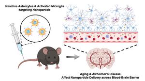 Nanoparticle transport across the blood brain | EurekAlert!
