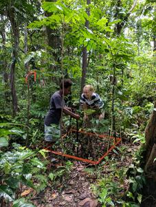Tree Regeneration [IMAGE] | EurekAlert! Science News Releases
