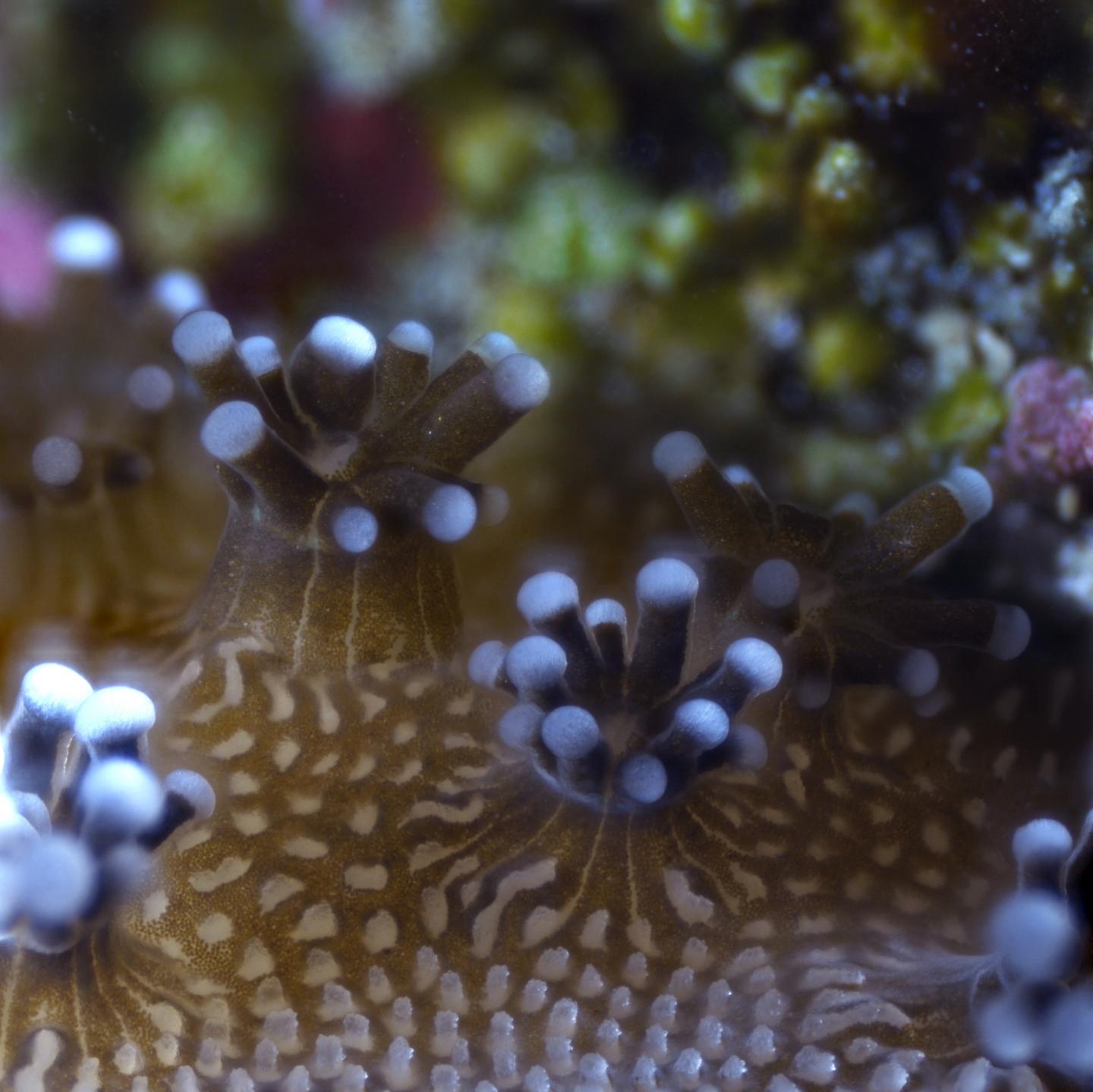 Coral Polyp Colony
