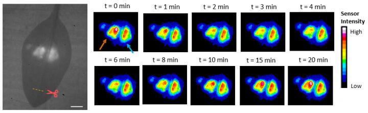 SMART and MIT Develop Nanosens [IMAGE] | EurekAlert! Science News Releases