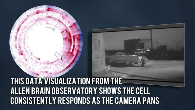 Allen Brain Observatory launched | EurekAlert!