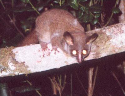 First surveys of Tanzanian mountains reveal 1 | EurekAlert!