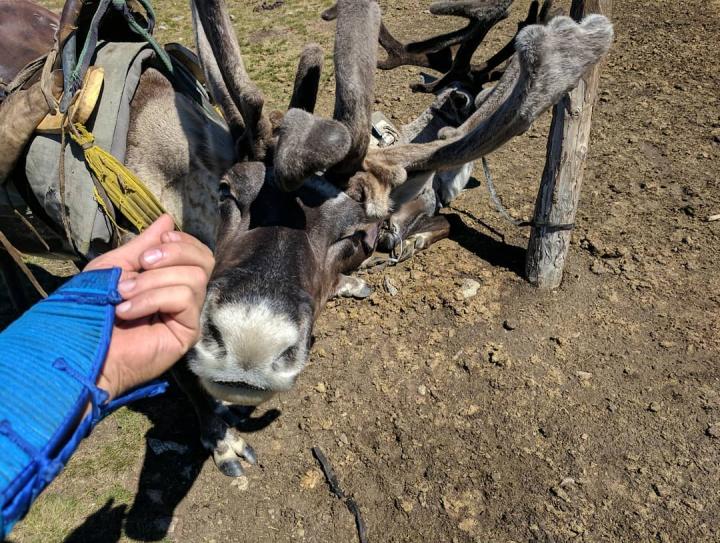 Reindeer Nuzzle [IMAGE] | EurekAlert! Science News Releases