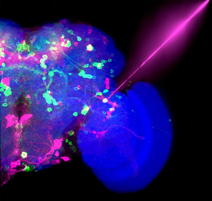 Optogenetics [IMAGE] | EurekAlert! Science News Releases