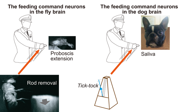Neural correlate of Pavlovian conditioning | EurekAlert!