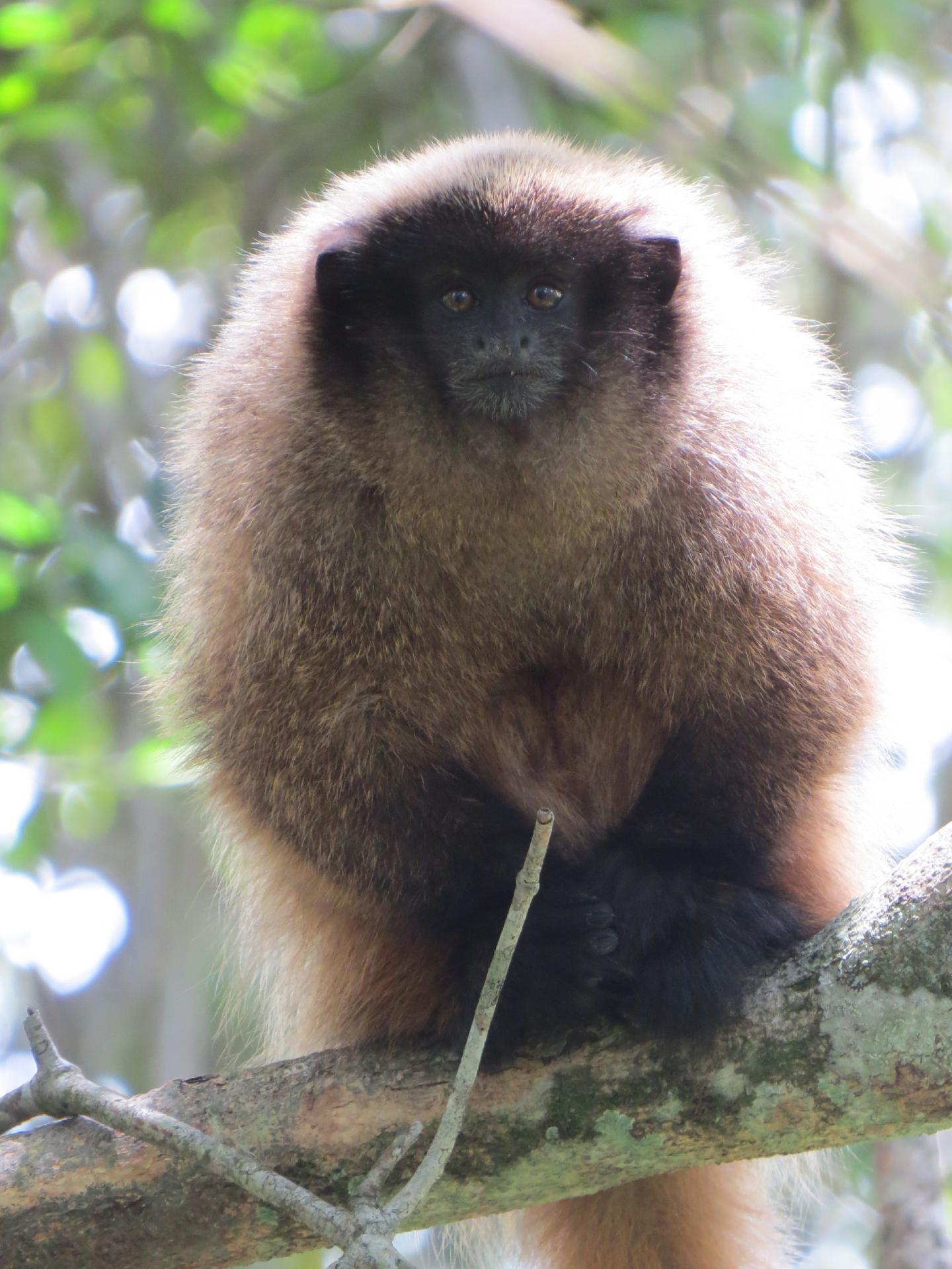 Titi Monkeys Use Probabilistic Predator Calls | EurekAlert!