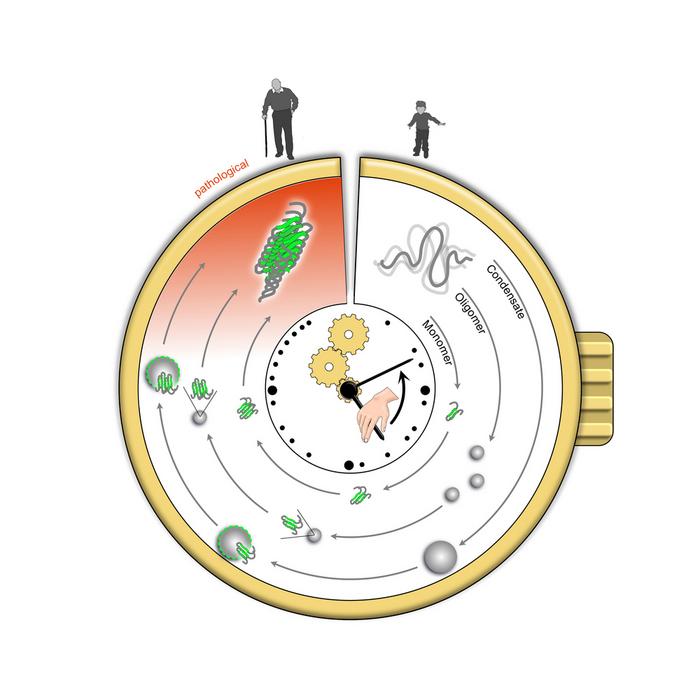protein aggregation clock [IMAGE] | EurekAlert! Science News Releases