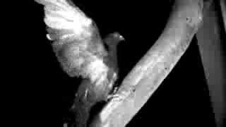 Fascinating Flight | EurekAlert!