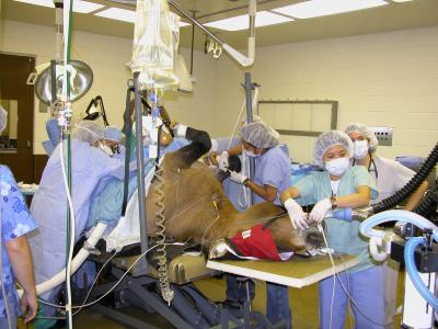 First successful reverse vasectomy on endange | EurekAlert!