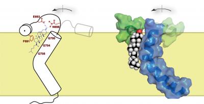 Image of Alzheimer's Molecule Hints at Therap | EurekAlert!
