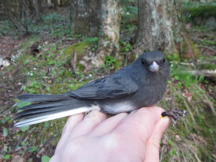 Bird bacteria is key to communication and mat | EurekAlert!