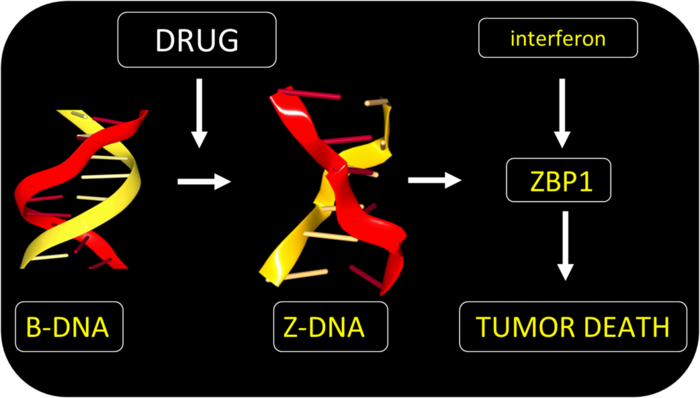 Z-DNA activates a specific cel [IMAGE] | EurekAlert! Science News Releases