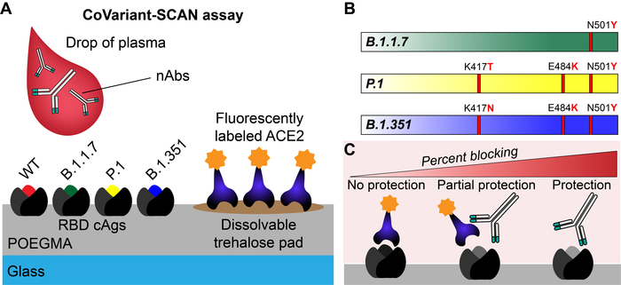 COVID Variant Test Process [IMAGE] | EurekAlert! Science News Releases
