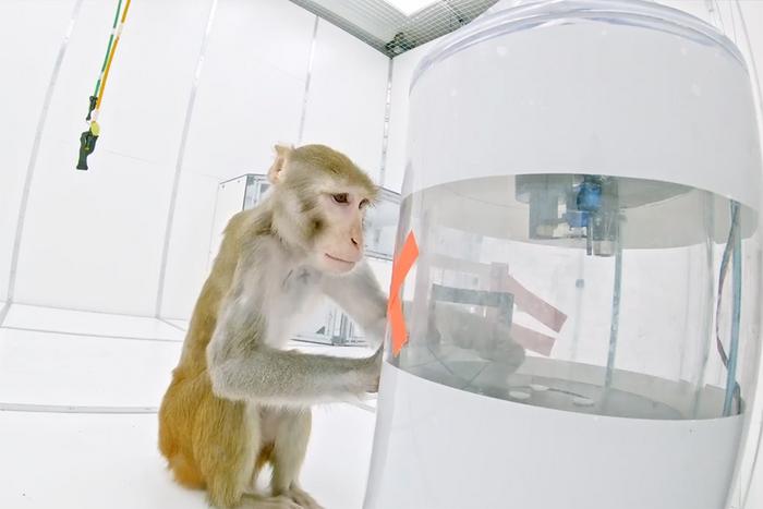 A rhesus monkey at a feeder in [IMAGE] | EurekAlert! Science News Releases