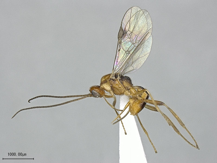 Meteorus stellatus [IMAGE] | EurekAlert! Science News Releases