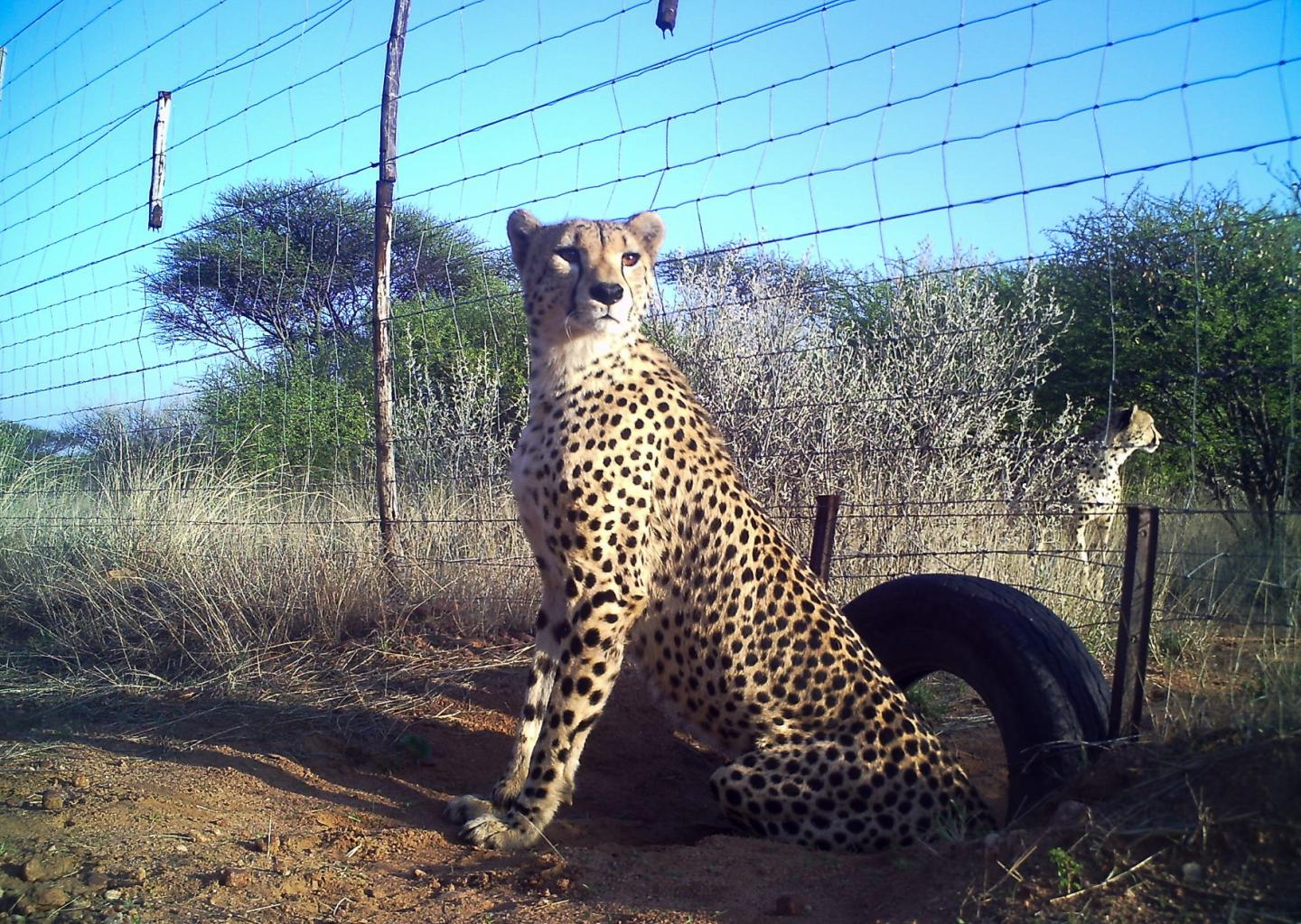 Free-ranging Male Cheetahs [IMAGE] | EurekAlert! Science News Releases