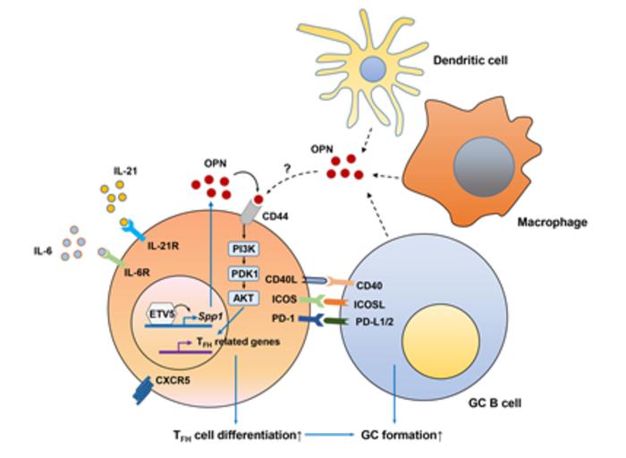Mechanism of lupus pathogenesis unveiled | EurekAlert!