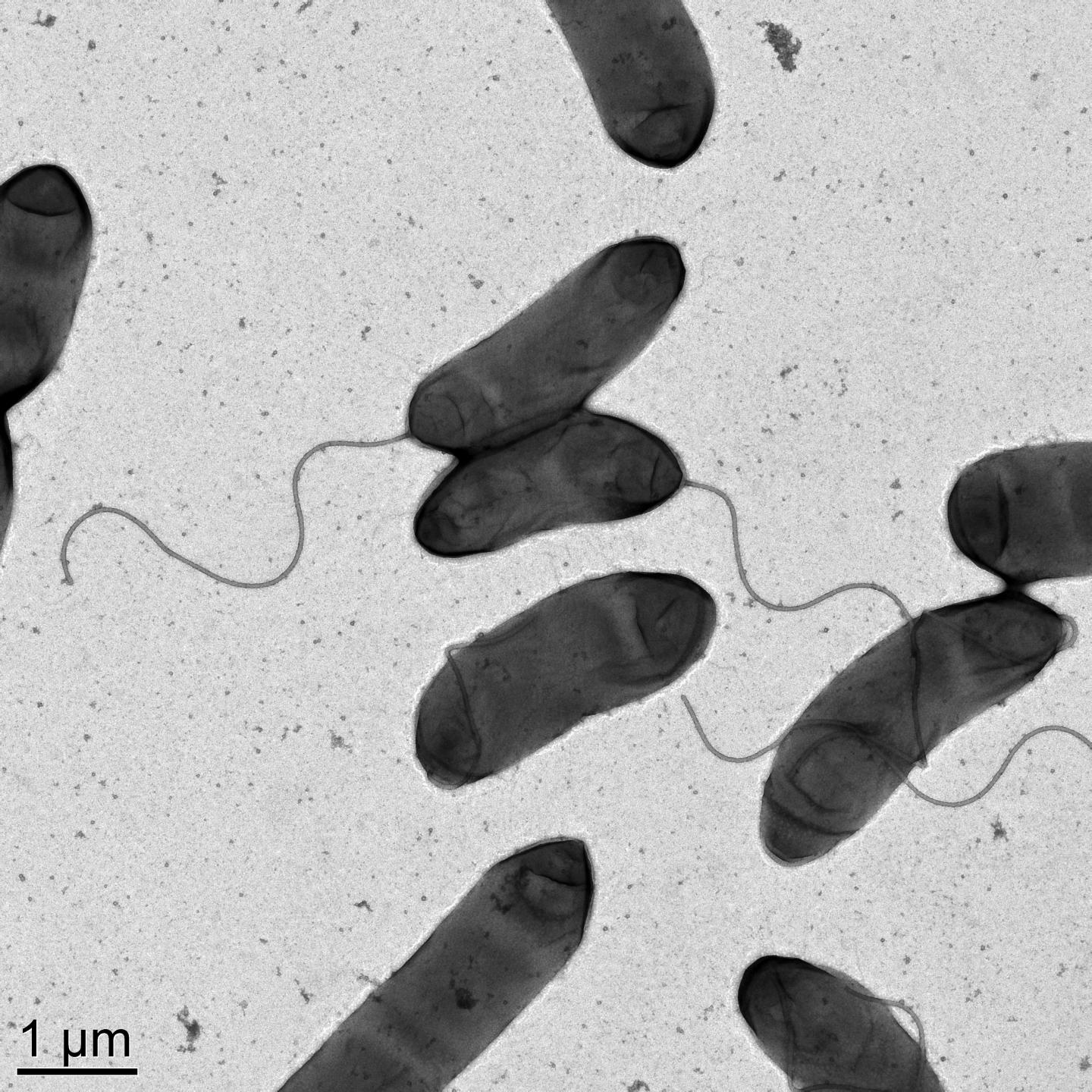 Vibrio cholerae [IMAGE] | EurekAlert! Science News Releases