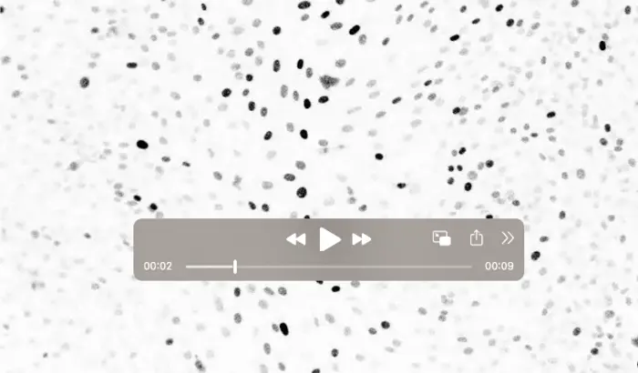 El reloj interno de nuestras células se ve af | EurekAlert!