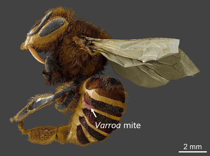 Honey bee parasites feed on fatty organs, not | EurekAlert!