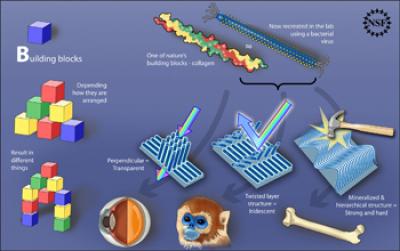 Arrangement of Molecular Build [IMAGE] | EurekAlert! Science News Releases