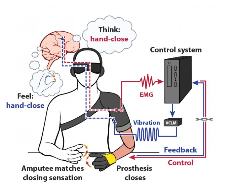 Muscle Vibrations Improve Control Over Prosth | EurekAlert!