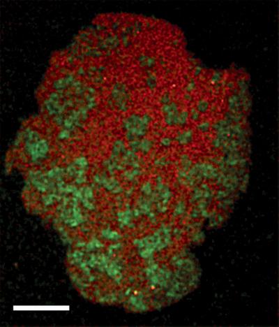Direct Electron Transfer Between Bacteria (6 | EurekAlert!
