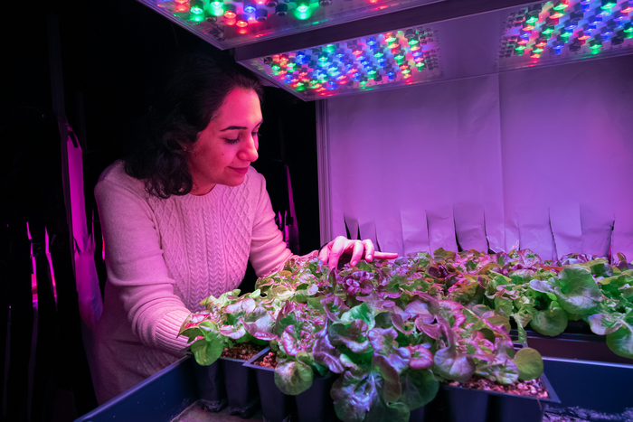 Maximizing crop yield in LED v [IMAGE] | EurekAlert! Science News Releases