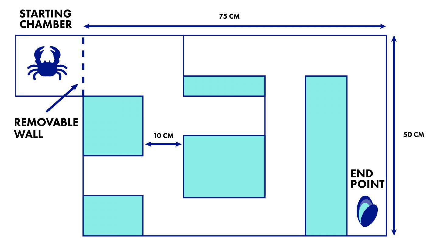 Scale of Maze [IMAGE] | EurekAlert! Science News Releases