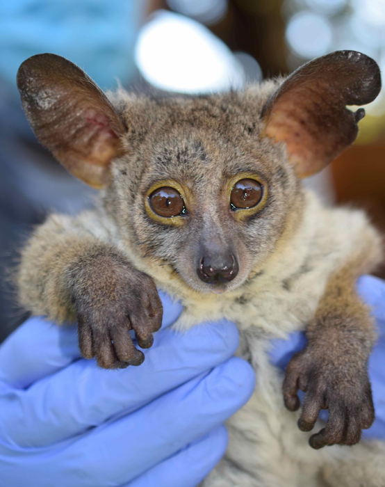 Thick-tailed greater galago [IMAGE] | EurekAlert! Science News Releases