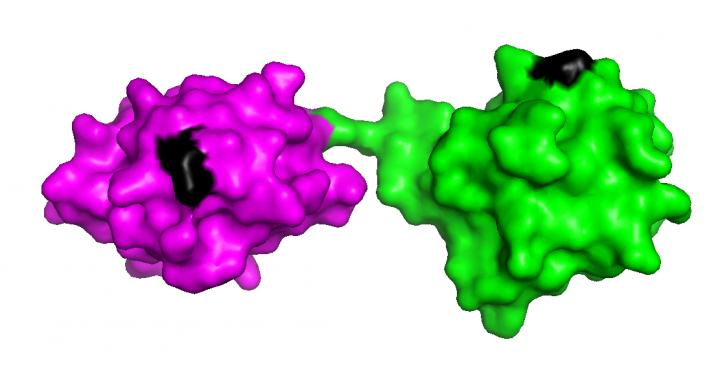 Ubiquitin Chain [IMAGE] | EurekAlert! Science News Releases