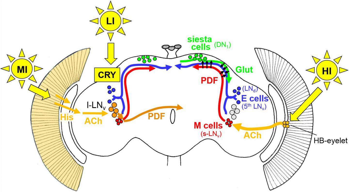 Clock Neurons [IMAGE] | EurekAlert! Science News Releases