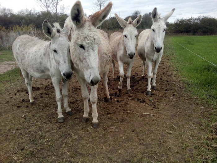 Argentinian donkeys [IMAGE] | EurekAlert! Science News Releases