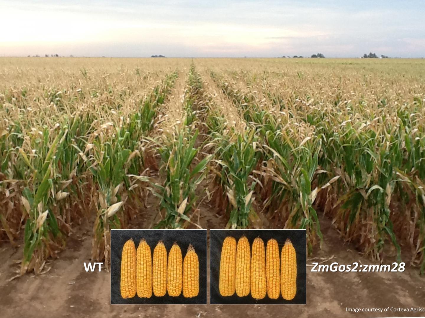 Overexpression of maize gene improves yield | EurekAlert!