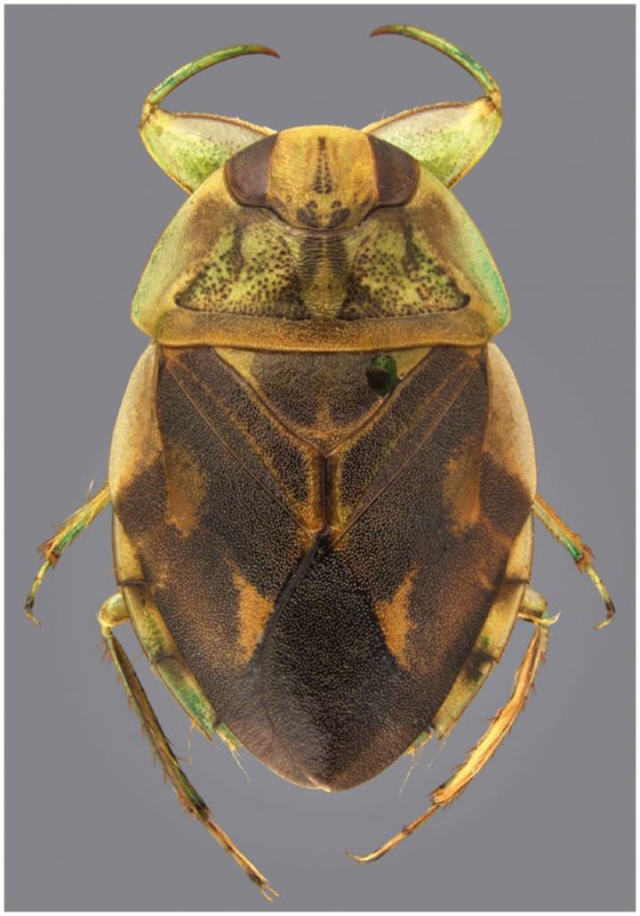 Two new creeping water bug species found in B | EurekAlert!