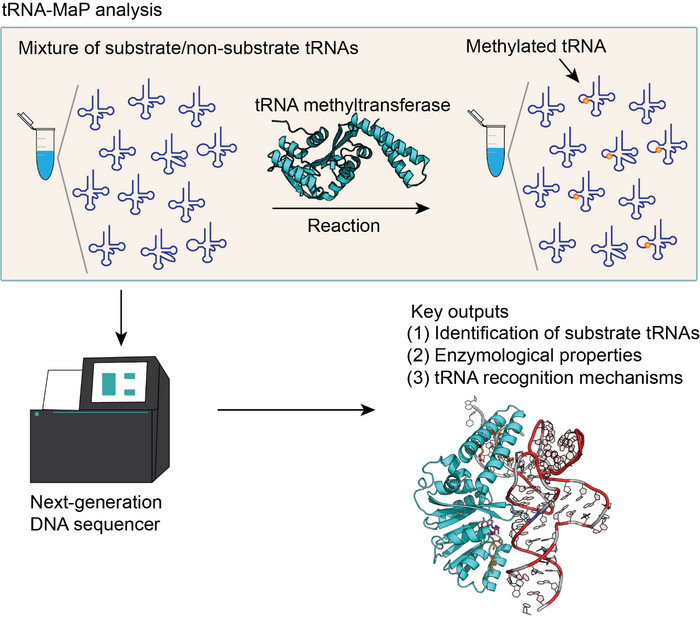 tRNA-MaP: functional analyses of RNA-related | EurekAlert!
