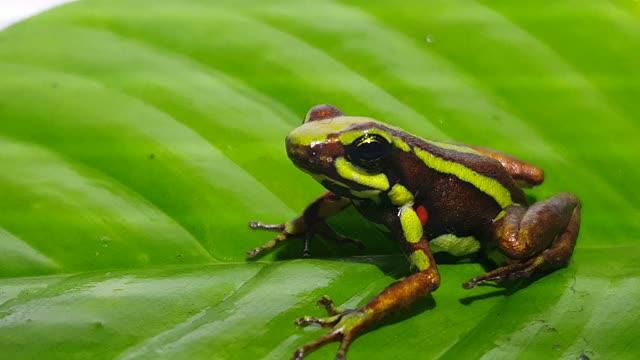 The 'Paradox' of Poisonous Frog Resistance ag | EurekAlert!
