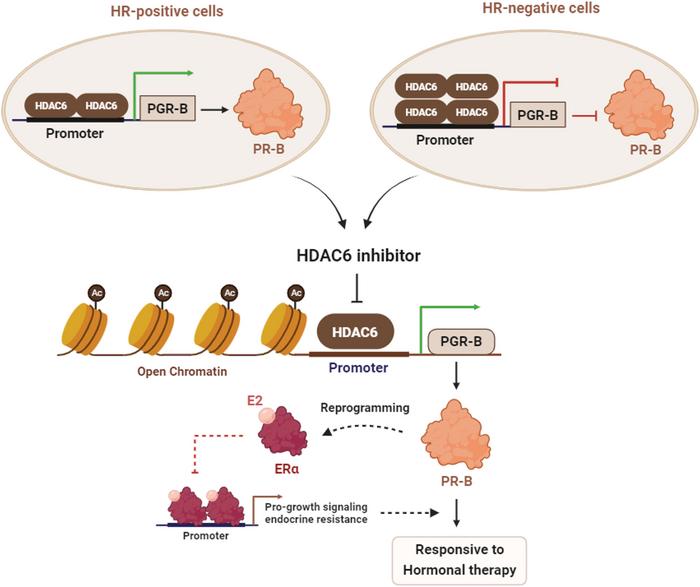 HDAC6 inhibitor [IMAGE] | EurekAlert! Science News Releases