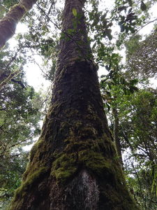 Dammar tree at Mt. Pompangeo [IMAGE] | EurekAlert! Science News Releases