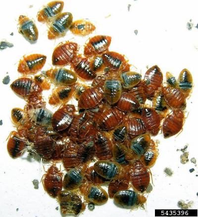 Bed Bugs [IMAGE] | EurekAlert! Science News Releases