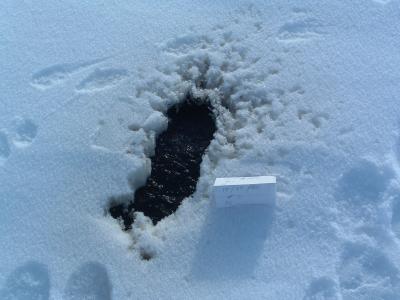 Polar Bear Feces [IMAGE] | EurekAlert! Science News Releases