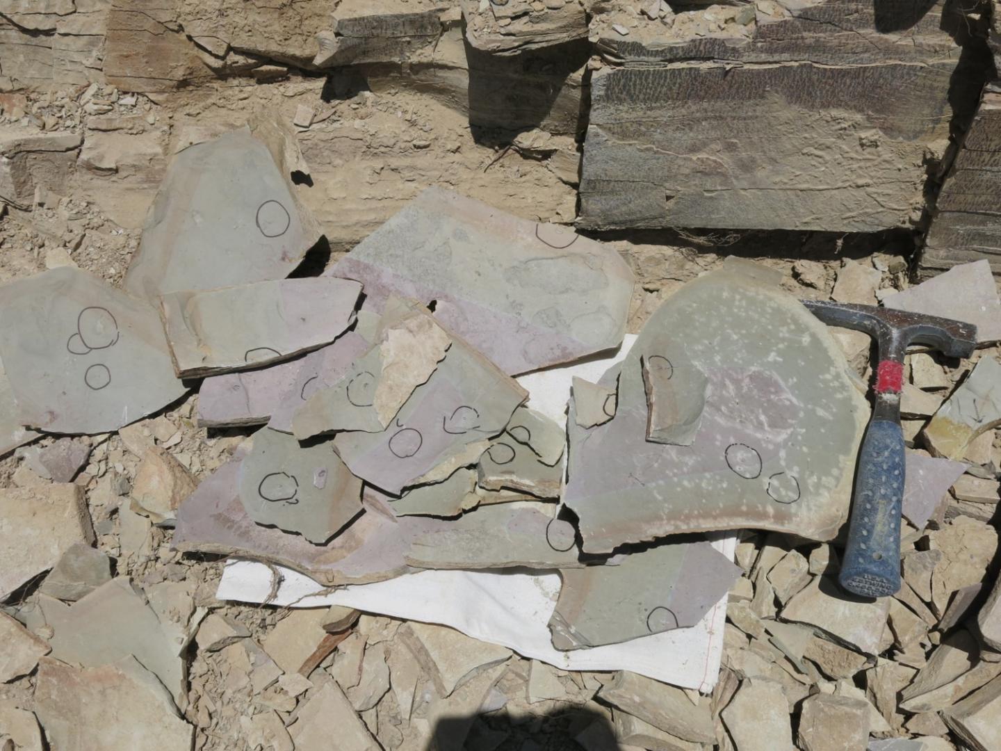 Slabs with Fossils Circled [IMAGE] | EurekAlert! Science News Releases