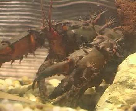 A 100-million-year partnership on the brink o | EurekAlert!