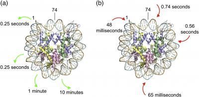 DNA Unwrapped [IMAGE] | EurekAlert! Science News Releases